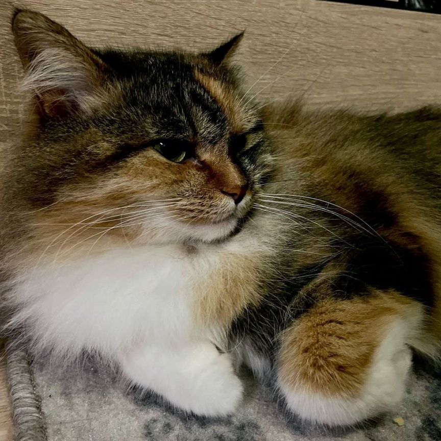 Кошка ласковая и культурная