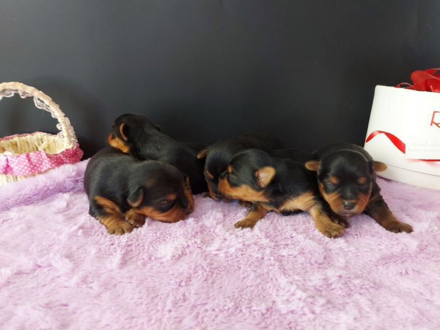 Щенки йоркширского терьера (родословная)