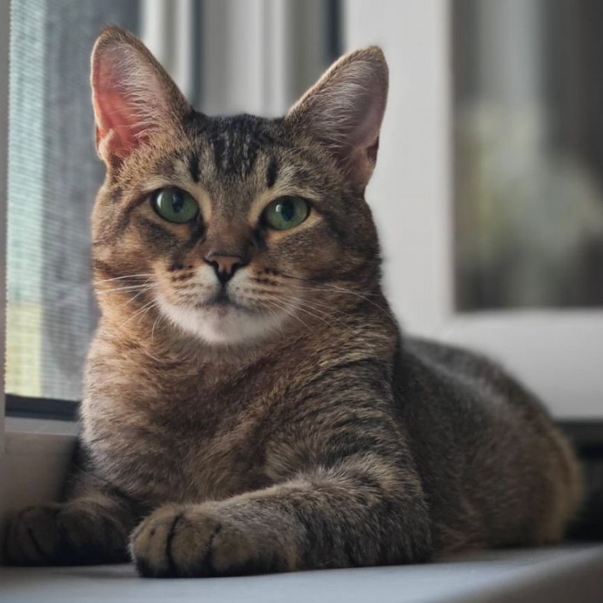 Абессинская кошка помесь с Европейской