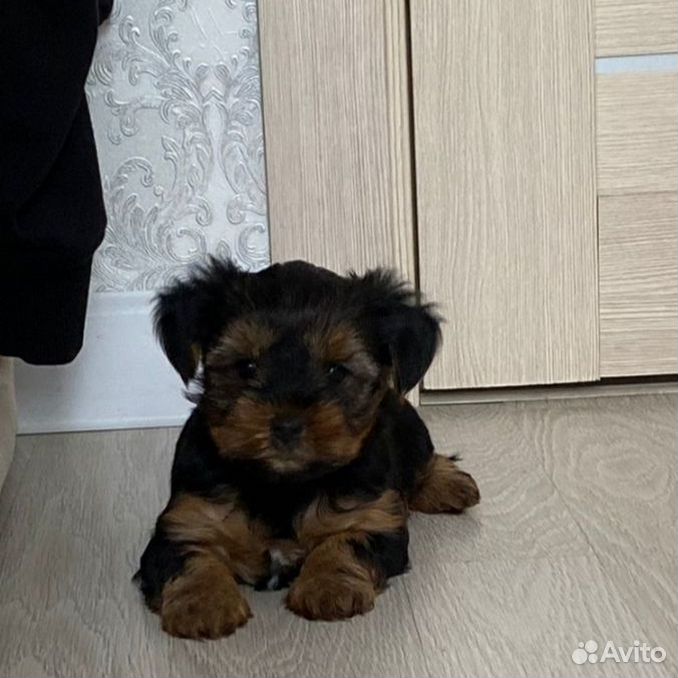 Продается щенок Йорка