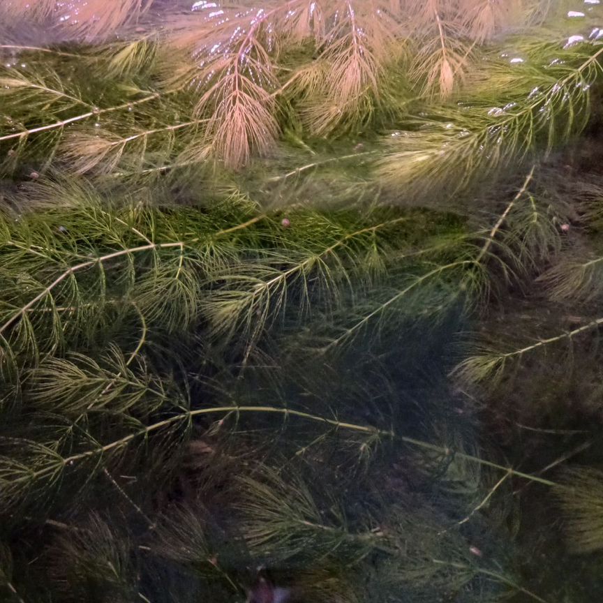 Поделюсь роголистником