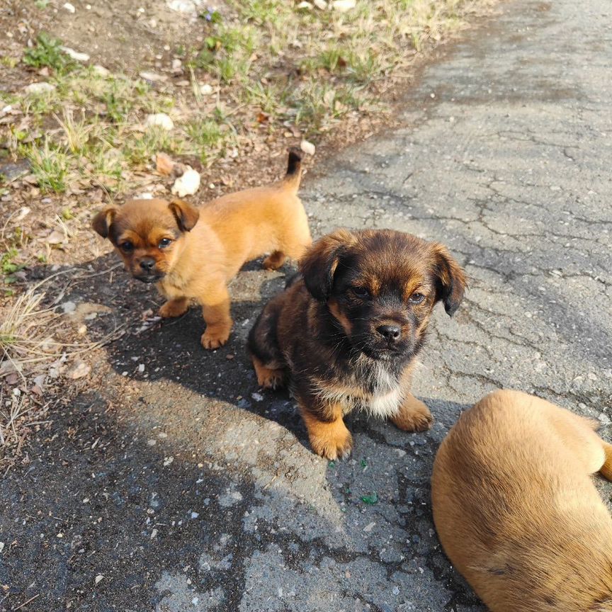 Щенки