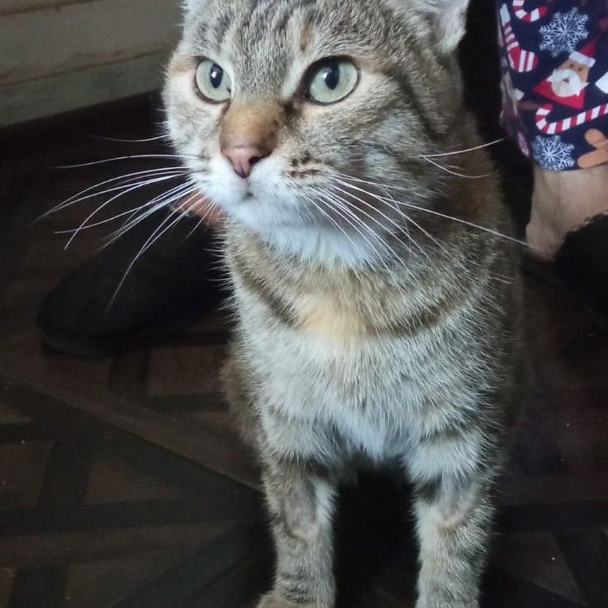 Кошечка в дар