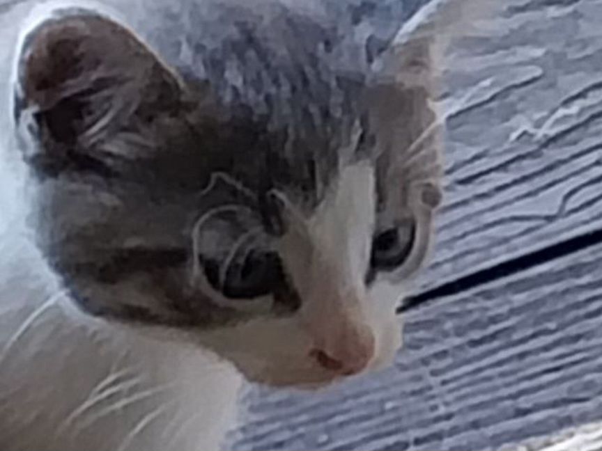 Котята