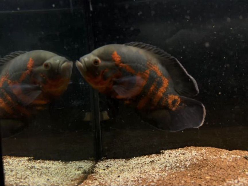 Астронотус