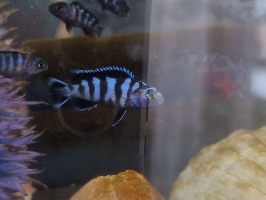 Аквариумные рыбки цихлиды