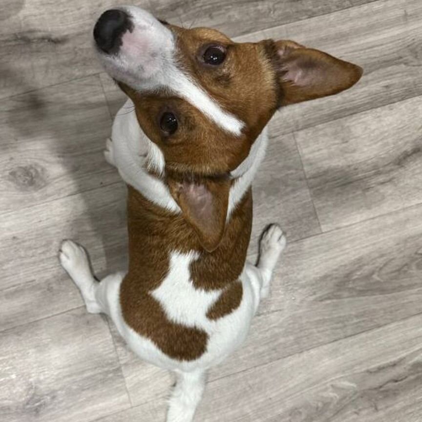 Джек-рассел-терьер, щенок