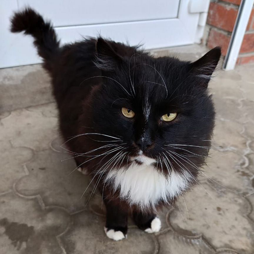 Котик живет на улице