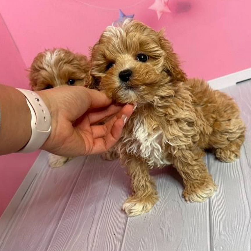 Мальтипу f1 мальчики мишки биколор окрас