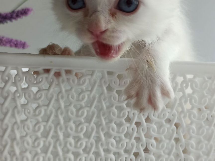 Котята в добрые руки приучены к лотку