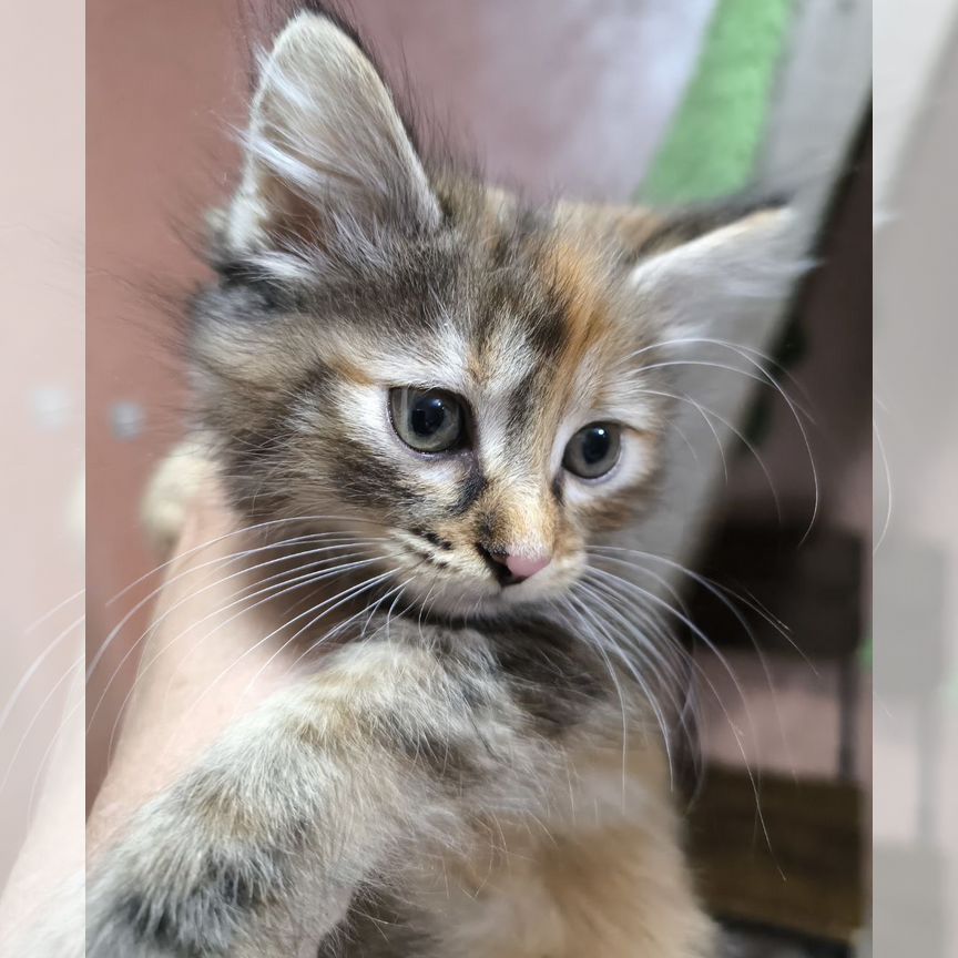 Черепашки серебро котята Курильский бобтейл