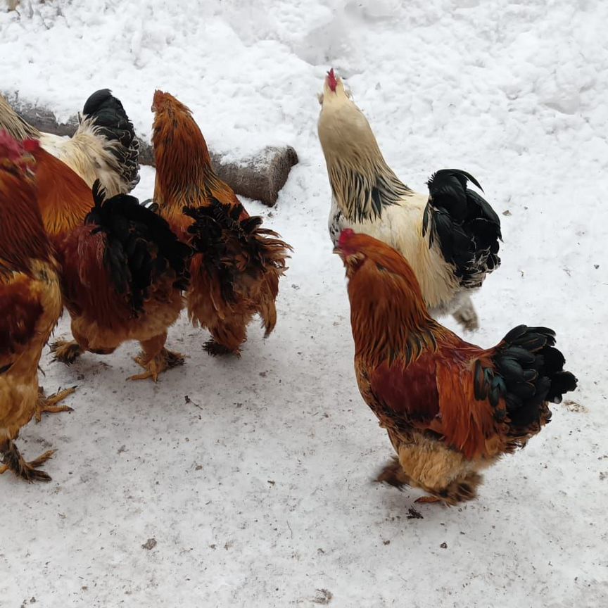 Молодые петушки брама