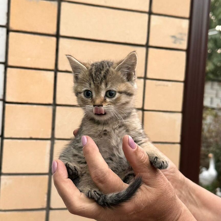 Шотландские котята