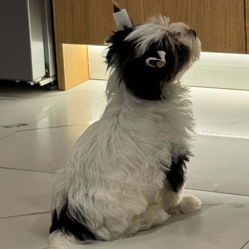 Бивер-йоркширский терьер, щенок