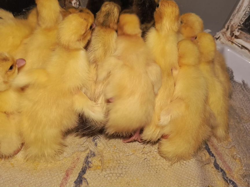 Индоутята суточные