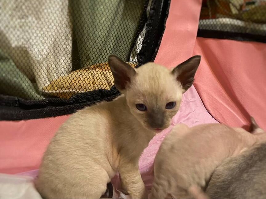 Котята корниш-рекс