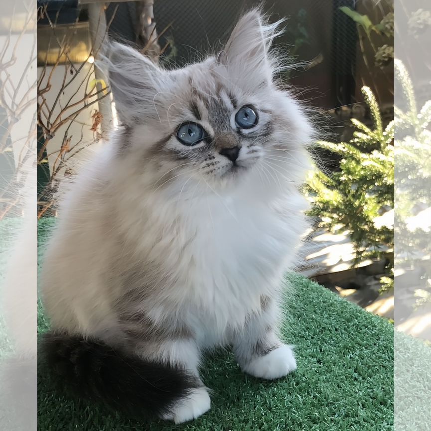 Невский маскарадный котёнок