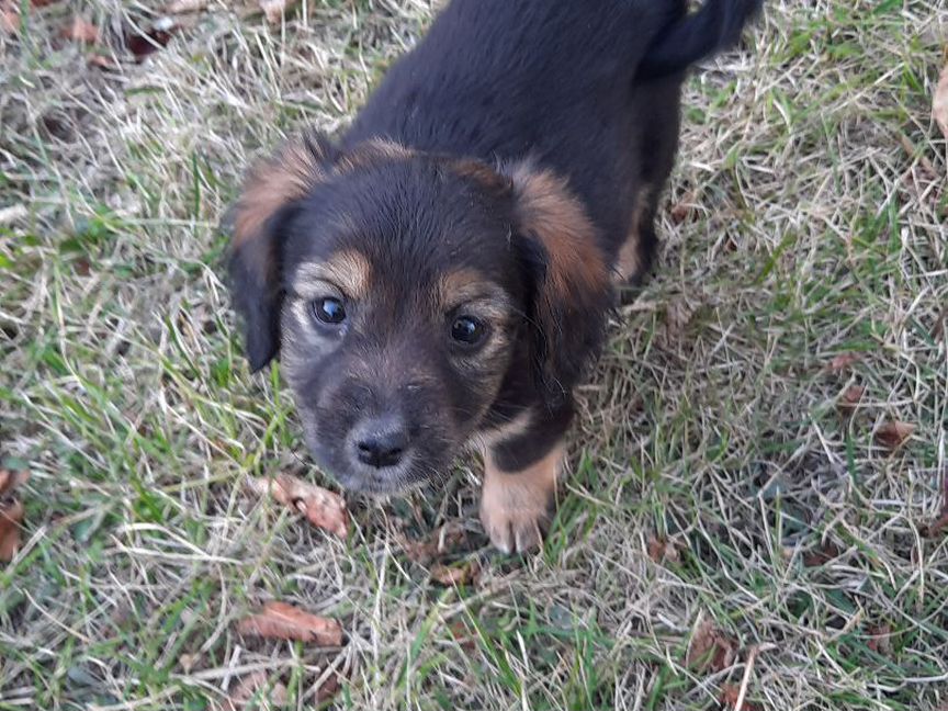 Собаки щенки бесплатно