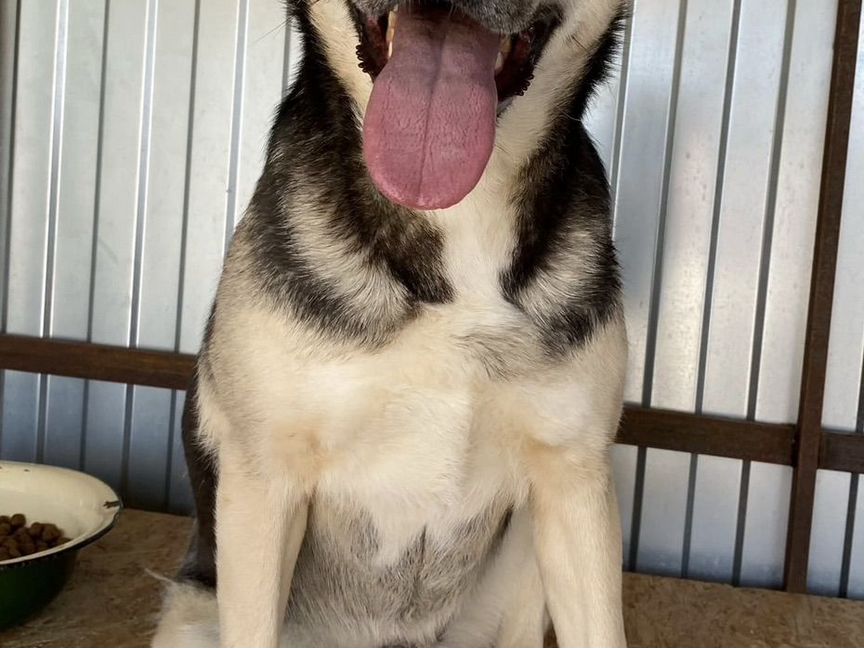 Собака Нора в добрые руки