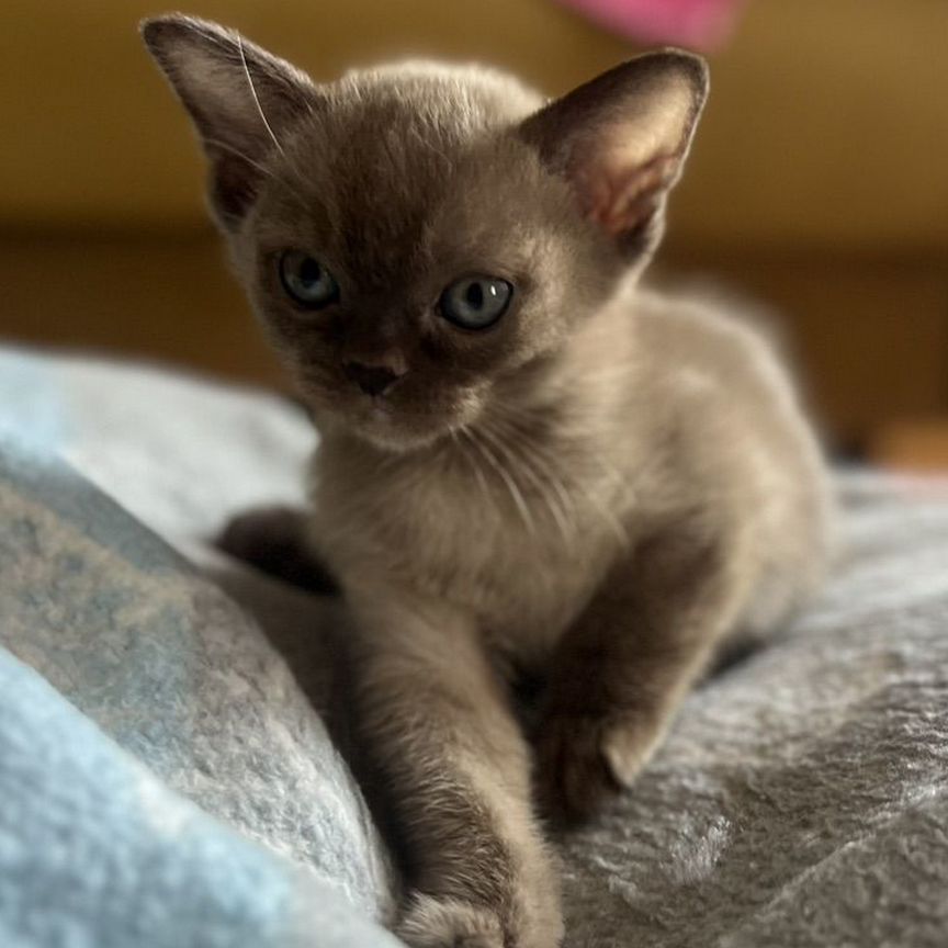 Бурманские котята