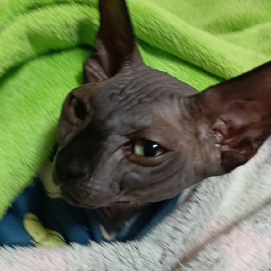 Канадский сфинкс, взрослая кошка