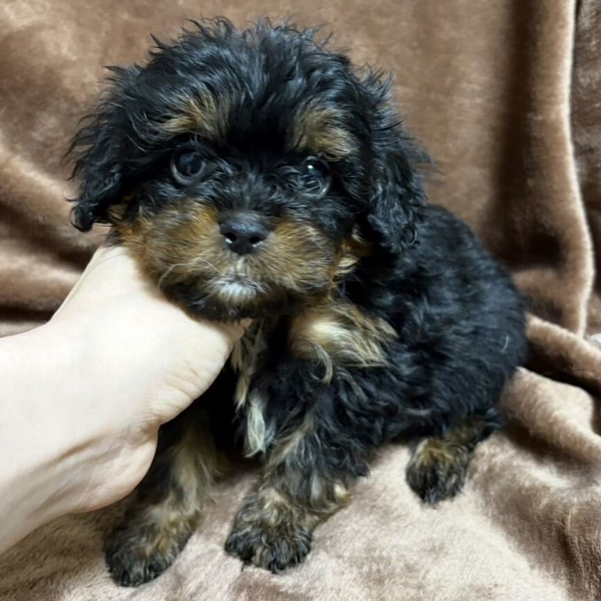 Мальтипу, щенок