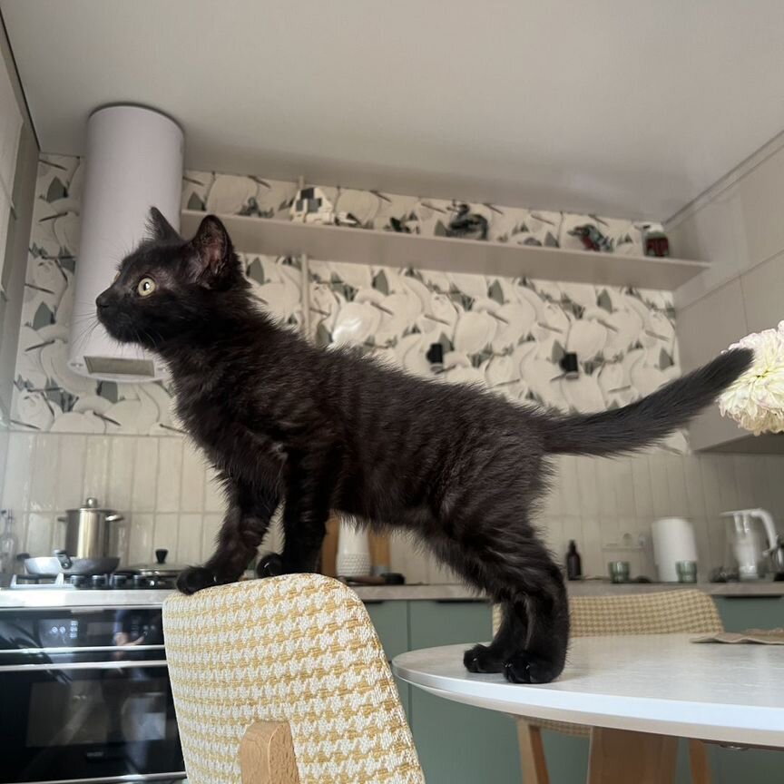 Беспородистый котёнок в добрые руки