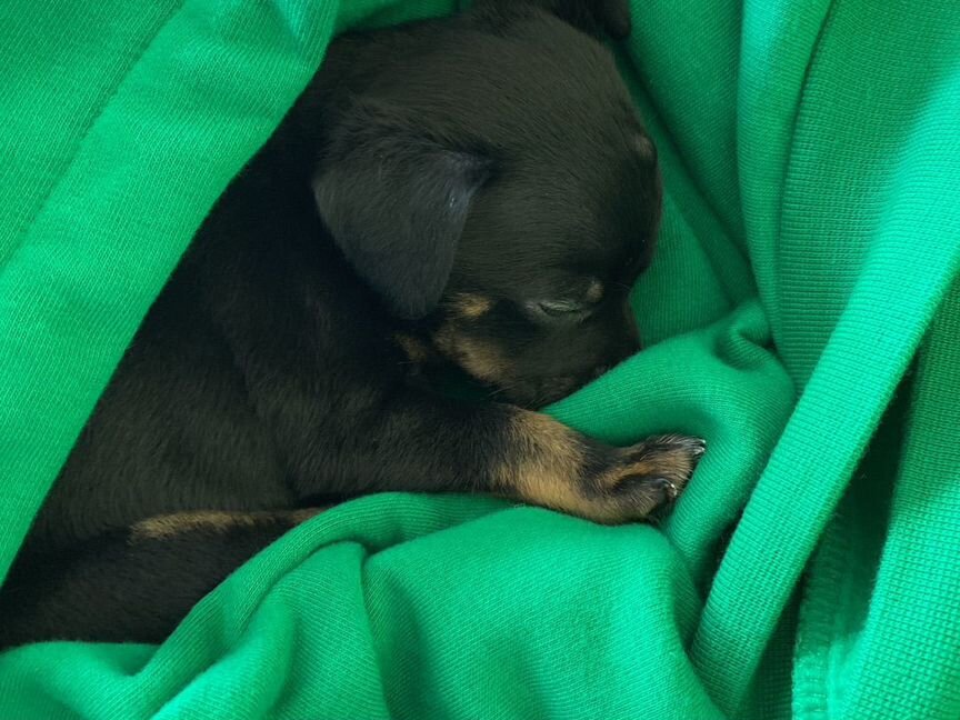 Той-терьер щенок