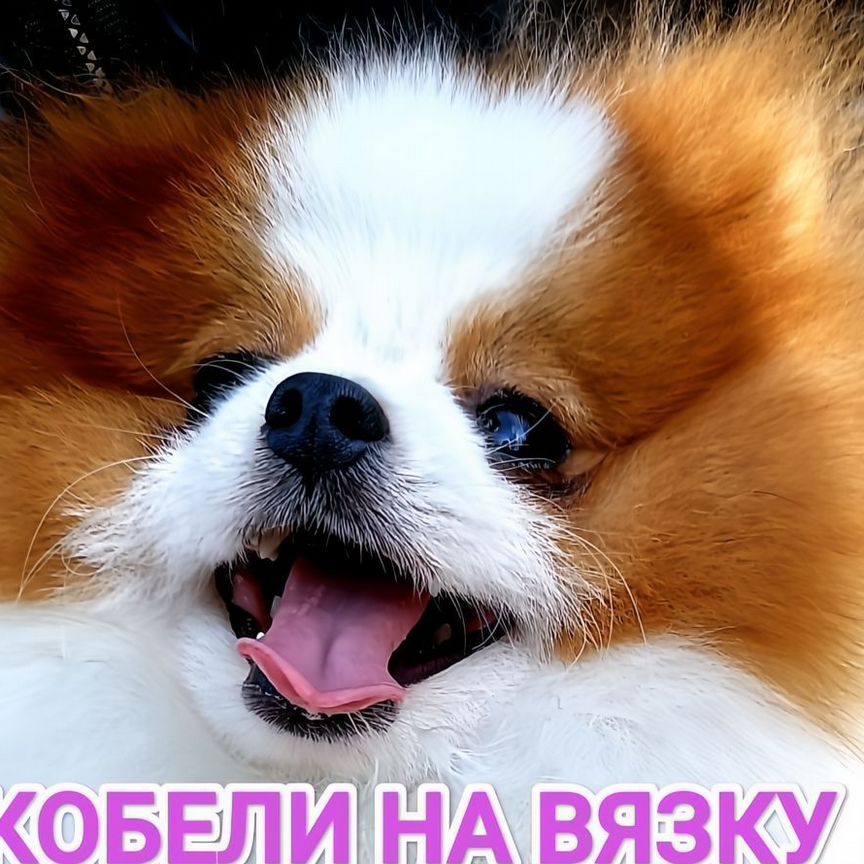 Померанский шпиц, вязка