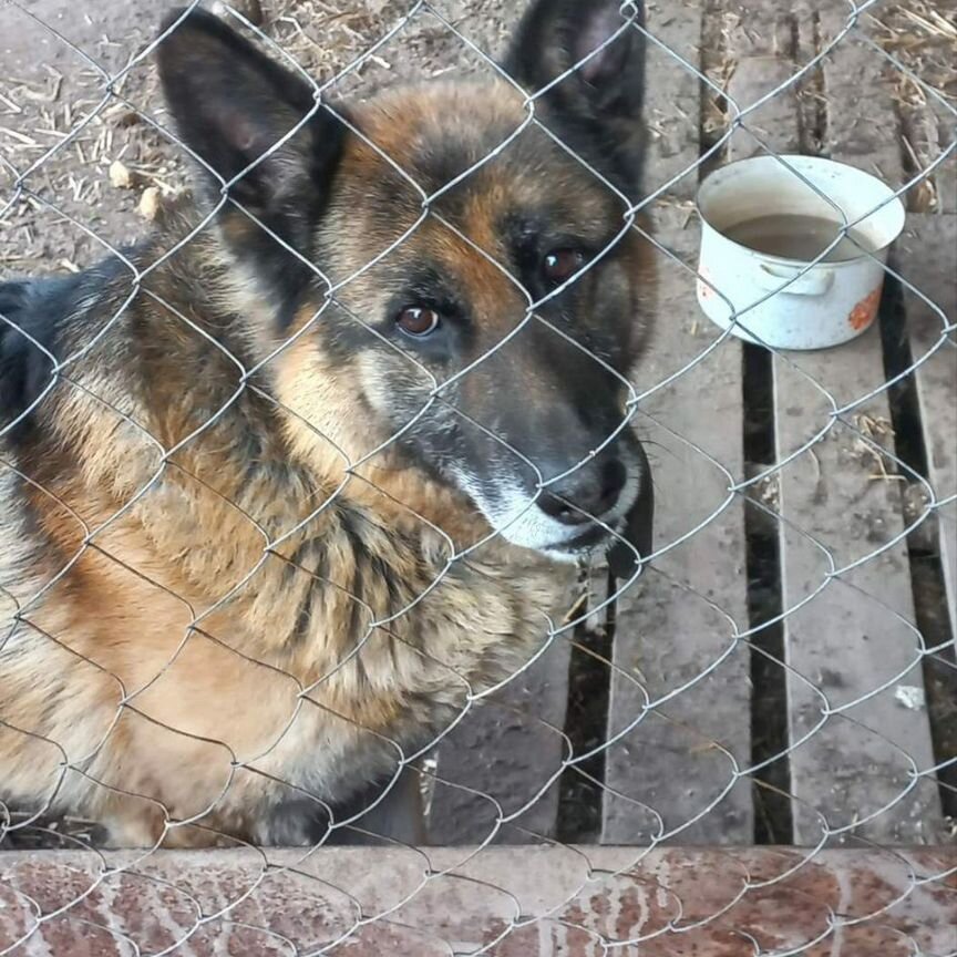 Немецкая овчарка