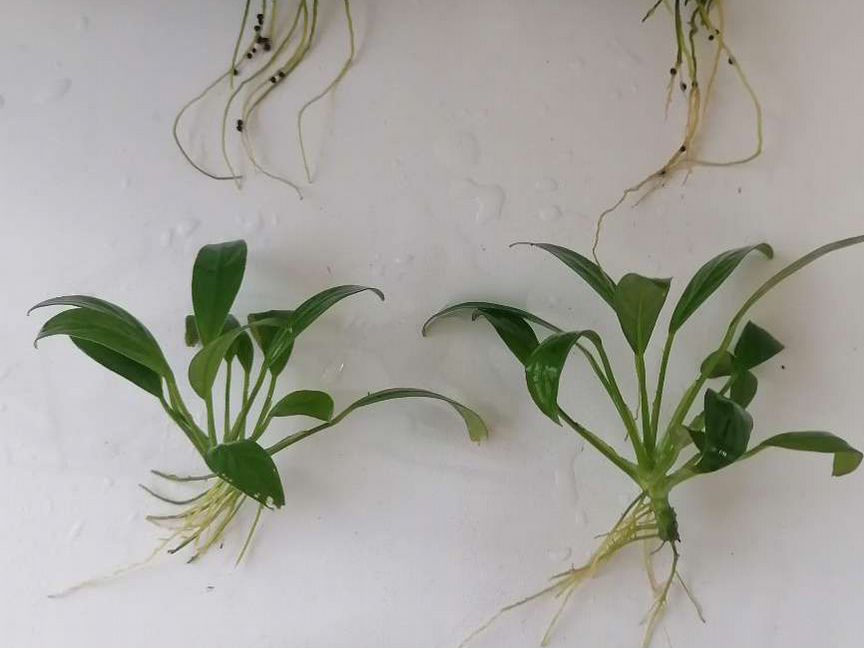 Растения для аквариума