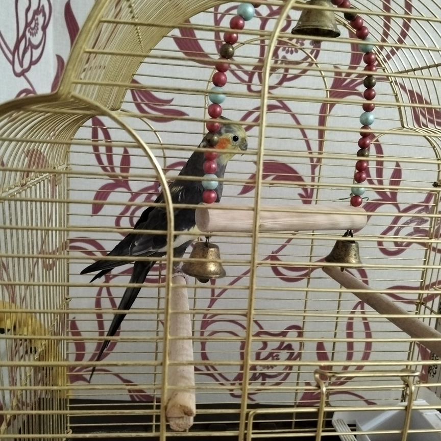 Попугай корелла с клеткой