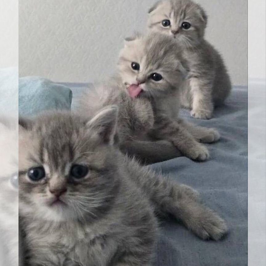 Шотландский вислоухий короткошёрстный котёнок