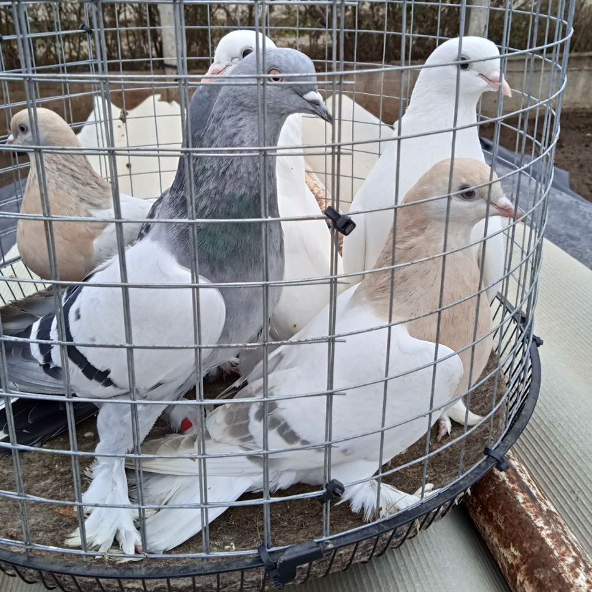 Голуби Турецкая Такла