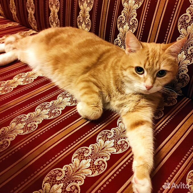 Кошка Муська в добрые руки