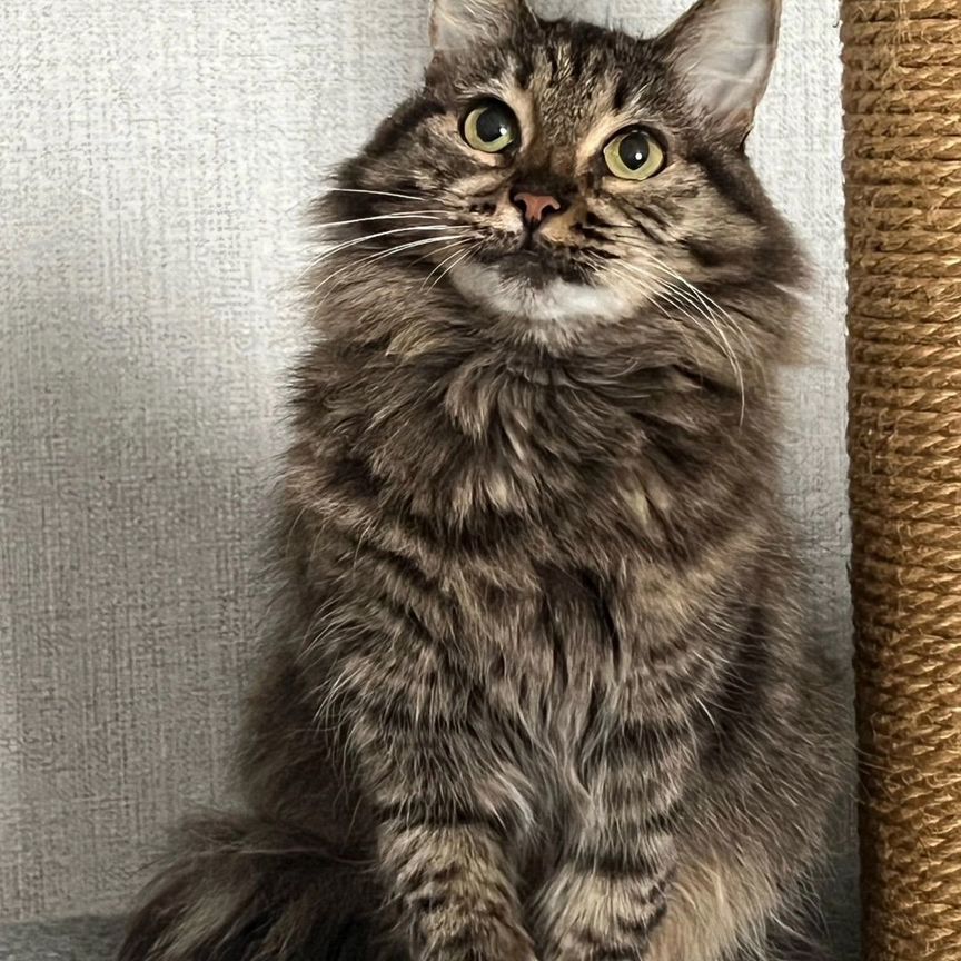 Сибирская шикарная кошка