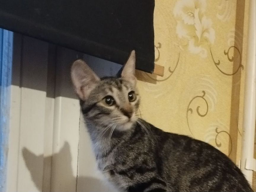 Кошка Кити