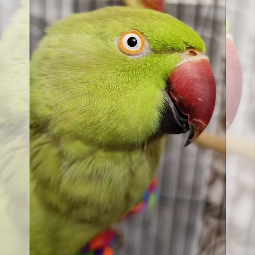 Ожереловый попугай самка