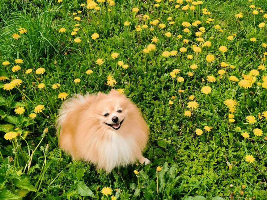 Немецкий шпиц вязка