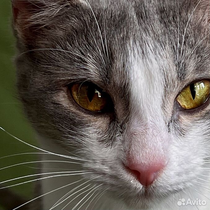 Лисичка, кошечка