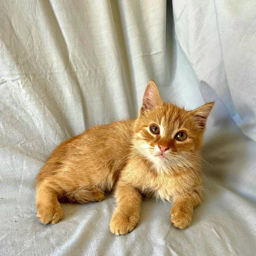 Солнечный котенок в дар