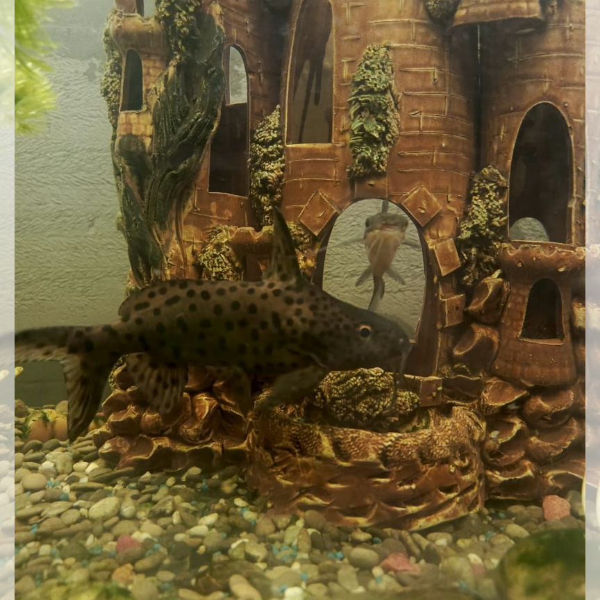 Сомик аквариумная рыбка