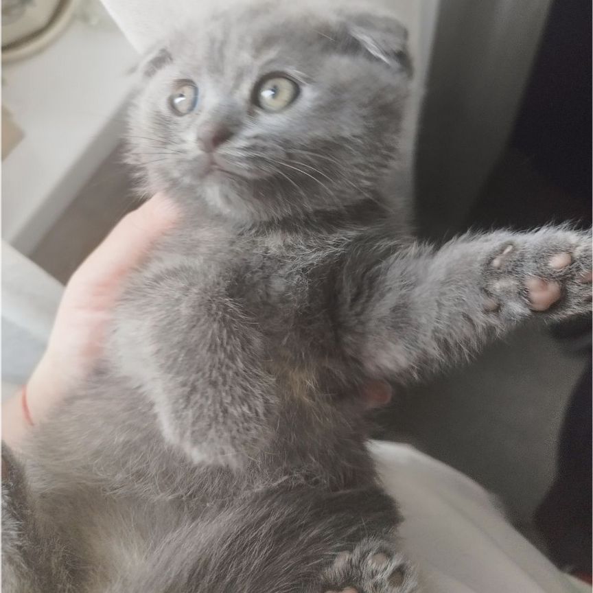 Шотландский вислоухий короткошёрстный котёнок