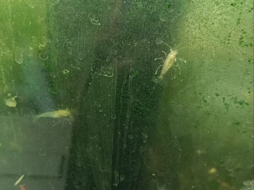 Аквариумные креветки