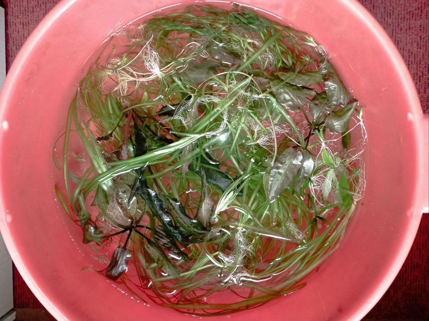 Аквариумные растения