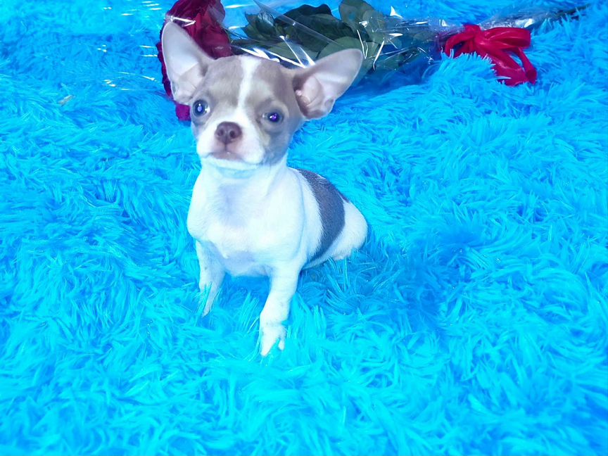 Чихуахуа Валентинка лилового-белая