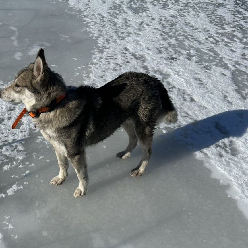 Западно сибирская лайка