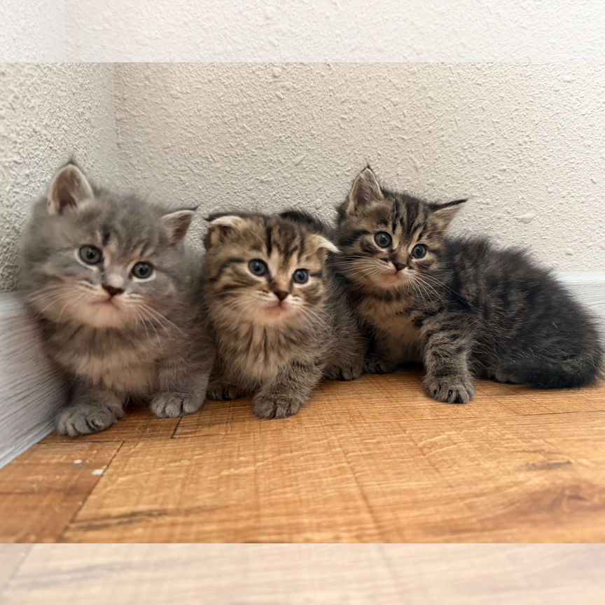 Шотландский прямоухий короткошёрстный котёнок