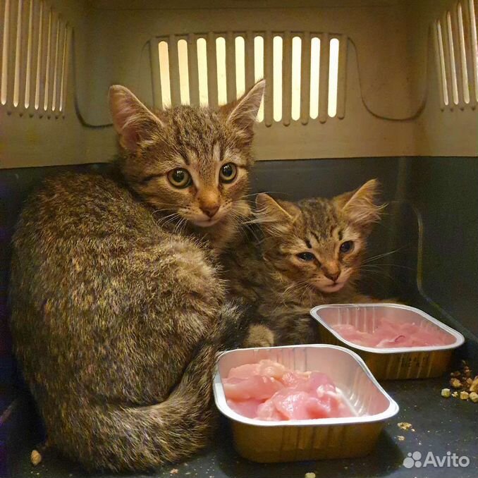 Брат с сестричкой 3 мес Людочка и Толик котята