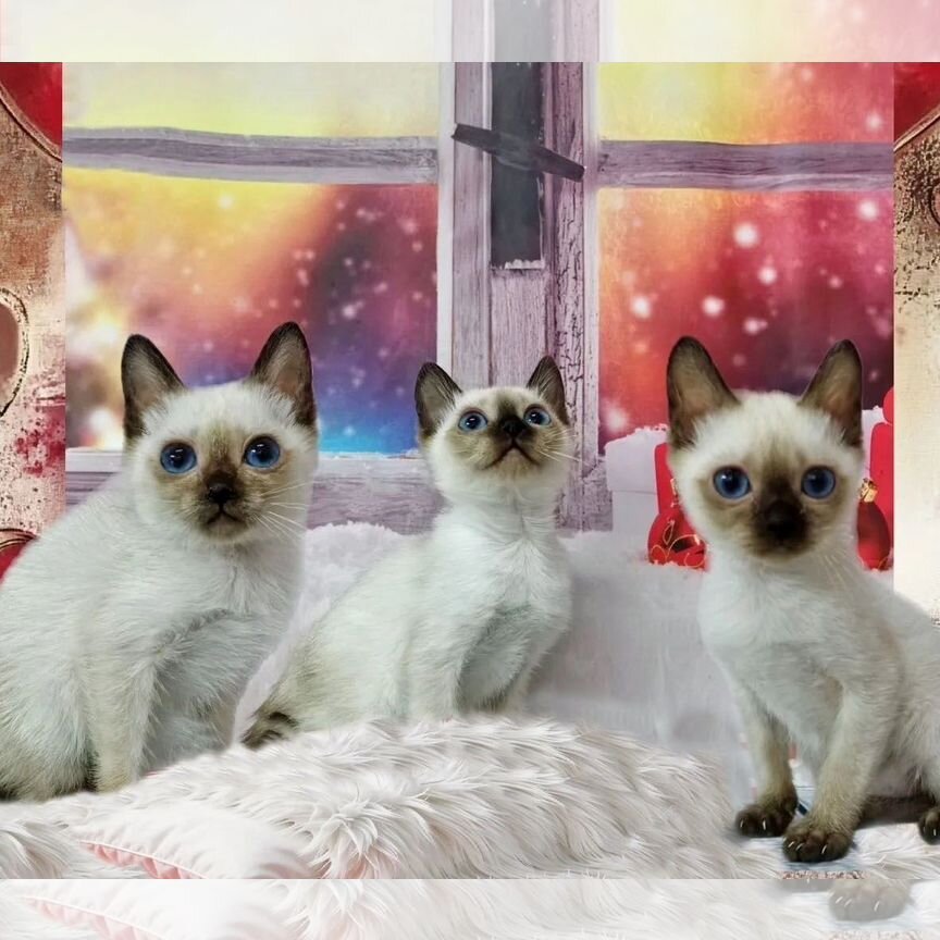 Скиф-той-боб короткошёрстный котёнок